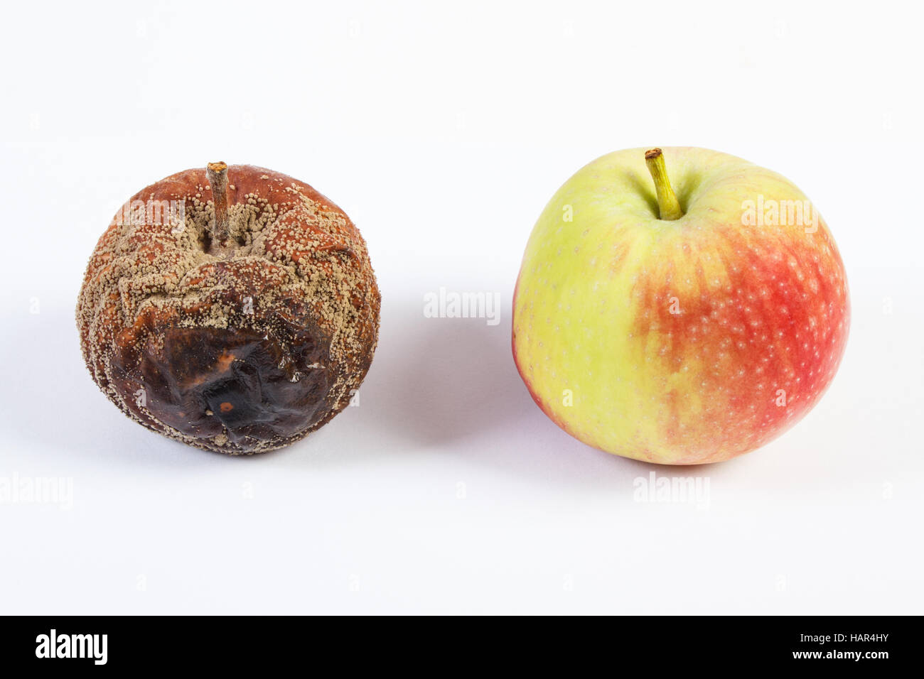 Old wrinkled moldy and fresh apple on white background, healthy and ...