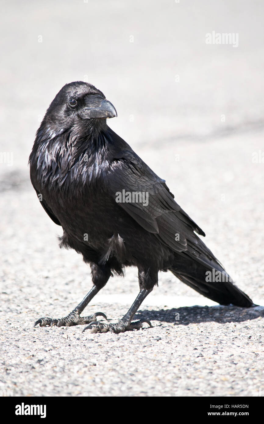 Canyon lands national park hi-res stock photography and images - Alamy