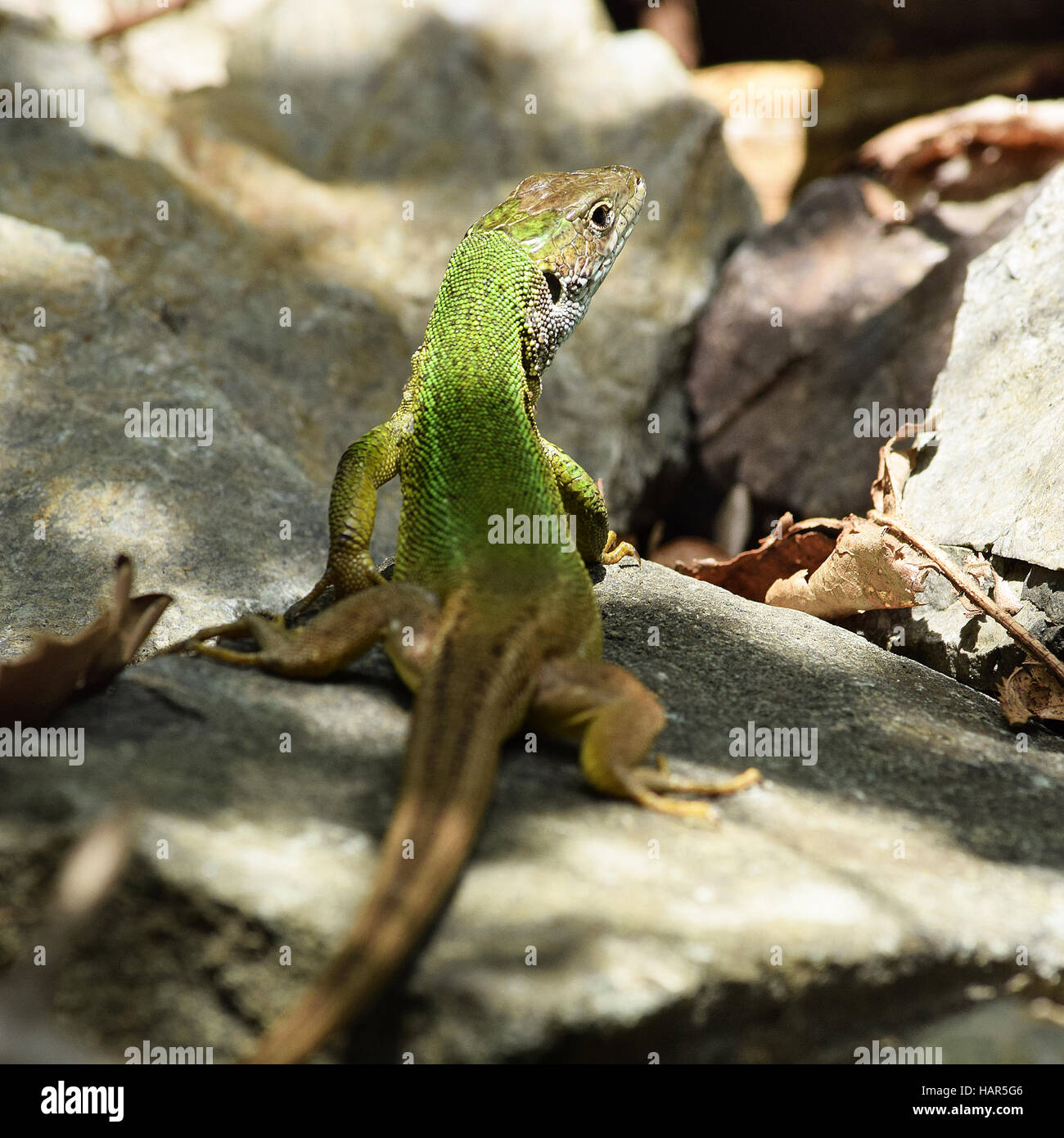 Big lizard hi-res stock photography and images - Alamy
