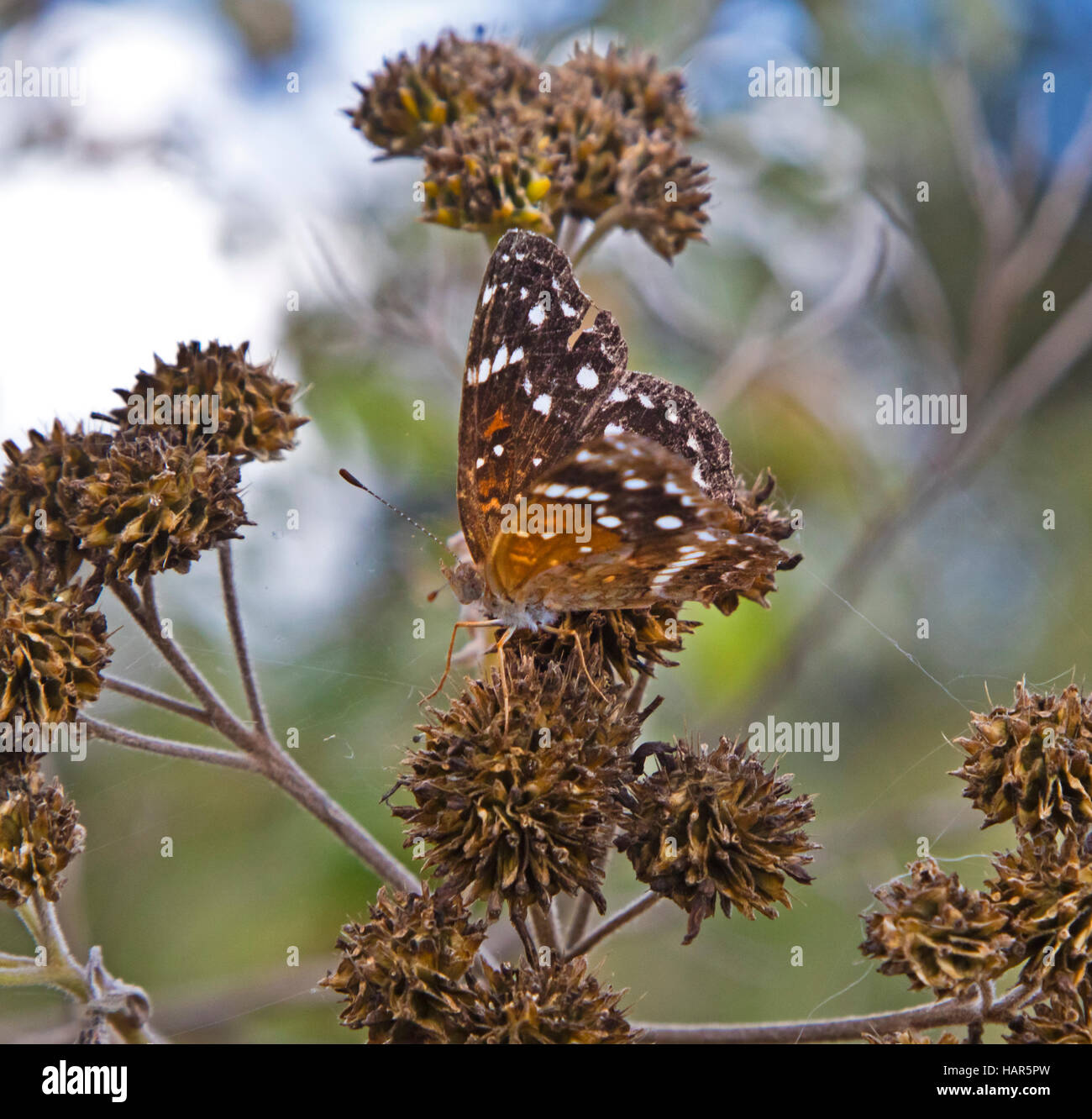 Butterfly at EL CHARCO DEL INGENIO a botanical garden with native ...