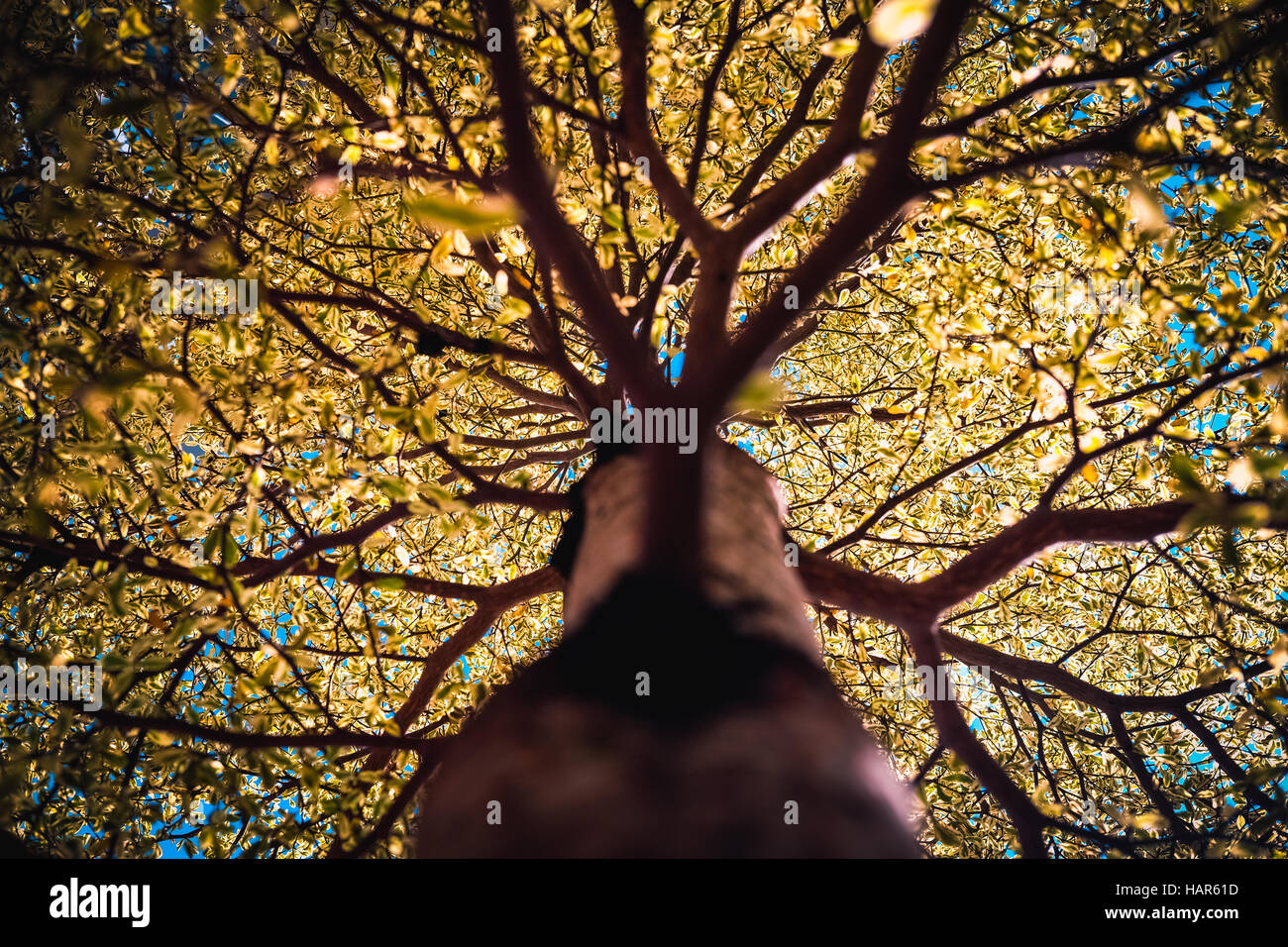 Lookup hi-res stock photography and images - Alamy