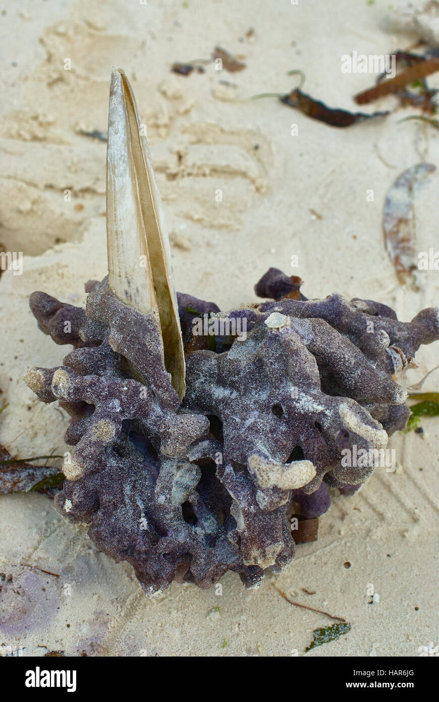 Rock shell hi-res stock photography and images - Alamy