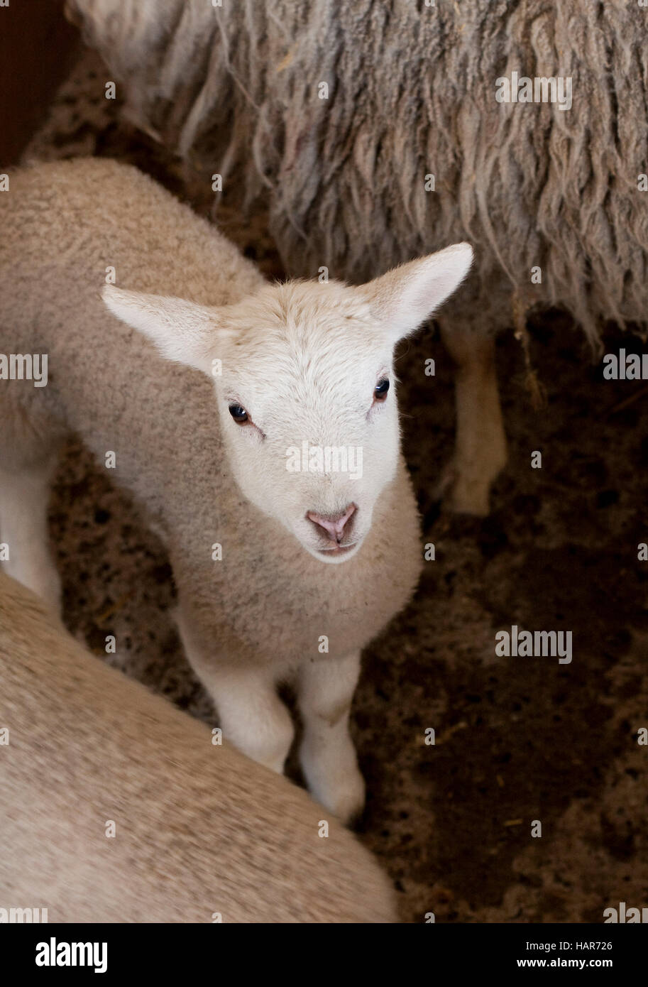 Young lamb looks up at camera Stock Photo - Alamy