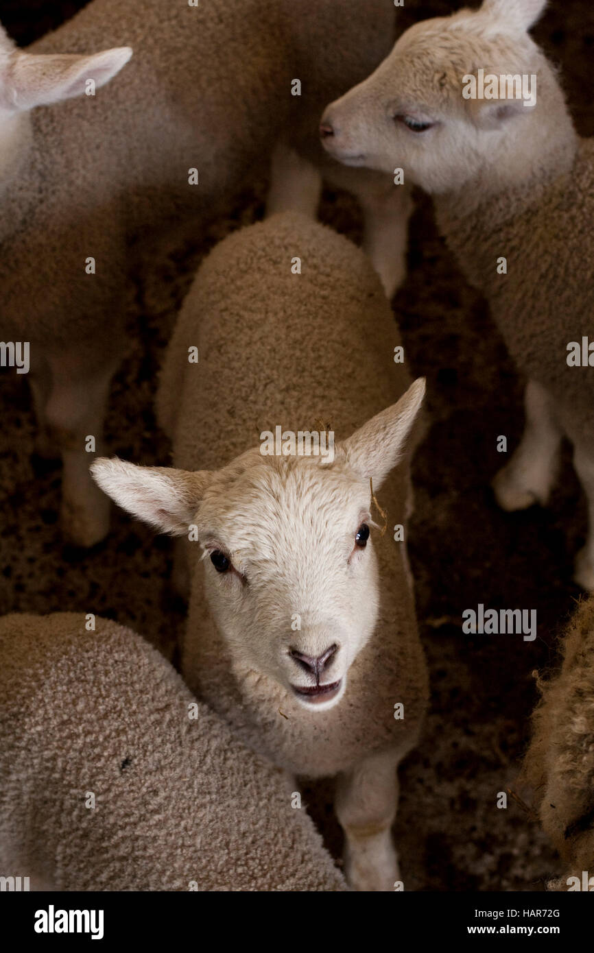 White suffolk lamb hi-res stock photography and images - Alamy
