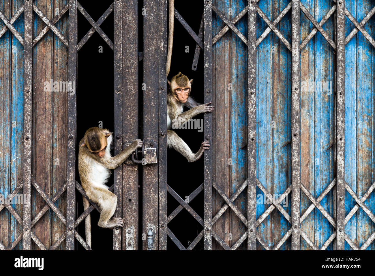 Two monkeys climbing on a old warehouse door Stock Photo - Alamy