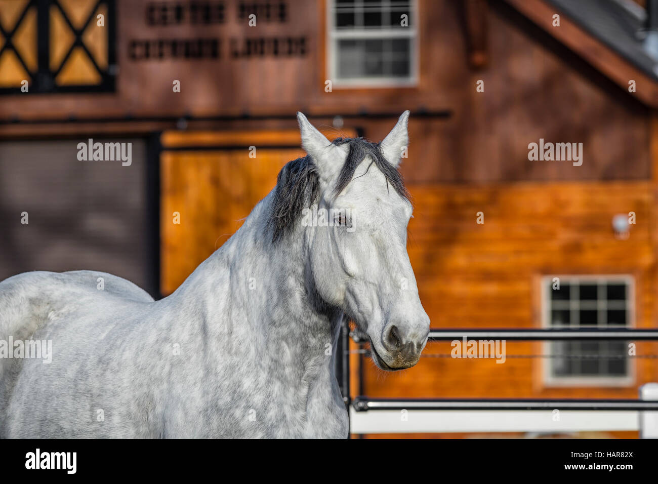 Percheron Horse High Resolution Stock Photography and Images - Alamy