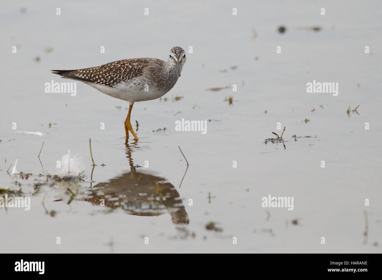 Lesser yellowlegs hi-res stock photography and images - Alamy