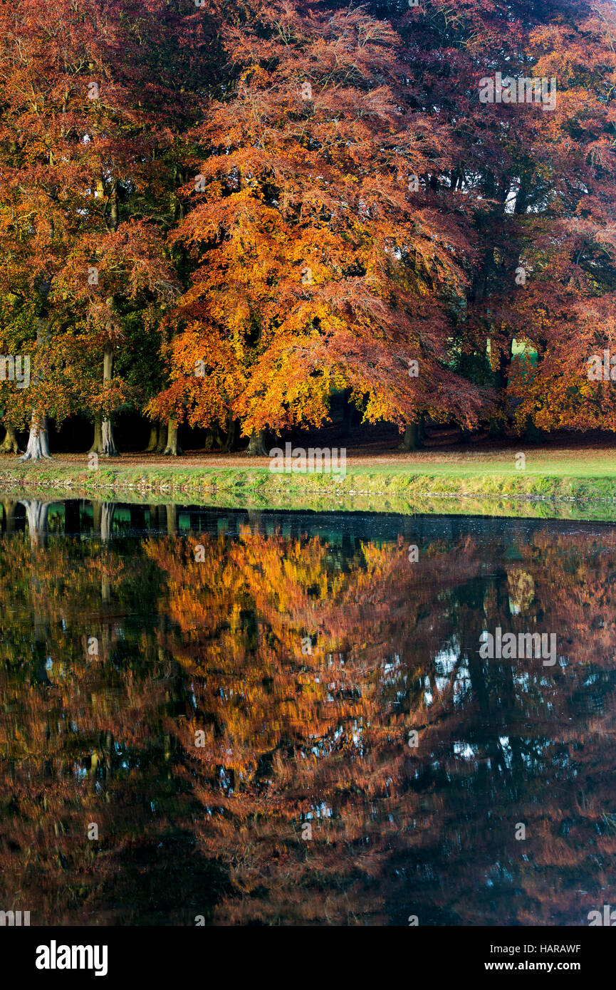 Beech trees and lake reflections in autumn. Oxfordshire, England Stock ...