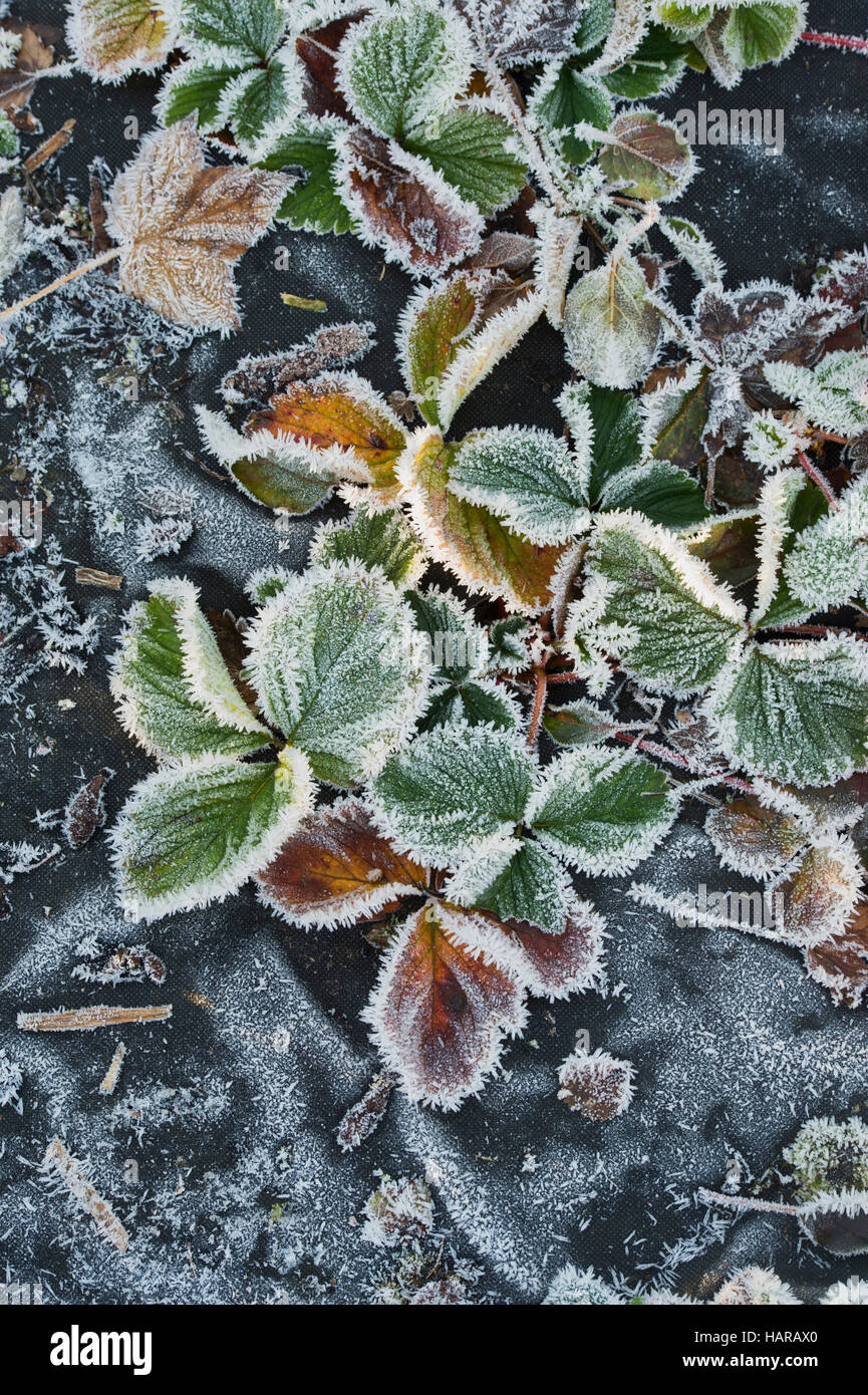 Late frost garden hi-res stock photography and images - Alamy