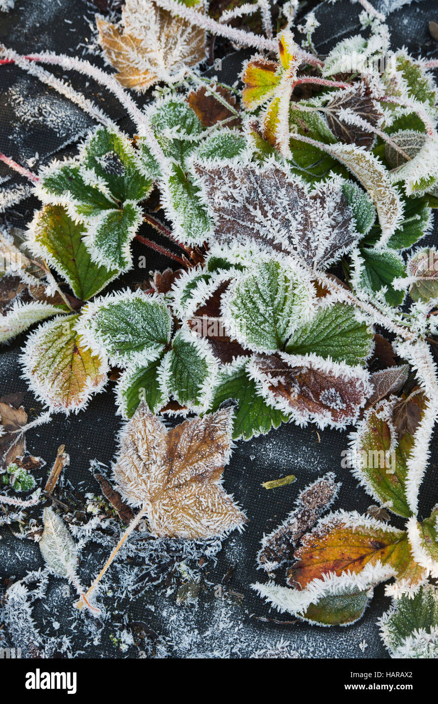 Late frost garden hi-res stock photography and images - Alamy