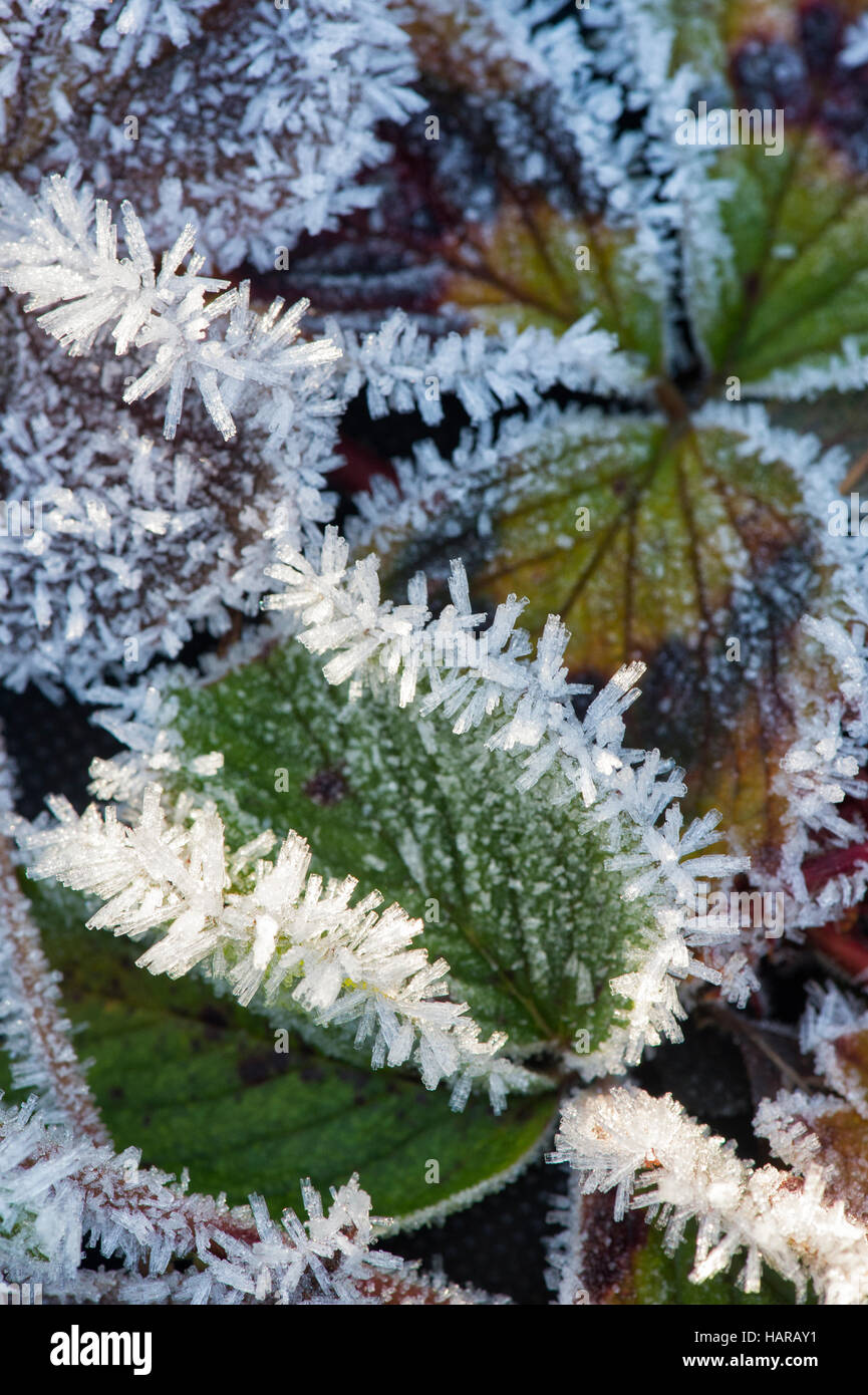 Late frost garden hi-res stock photography and images - Alamy