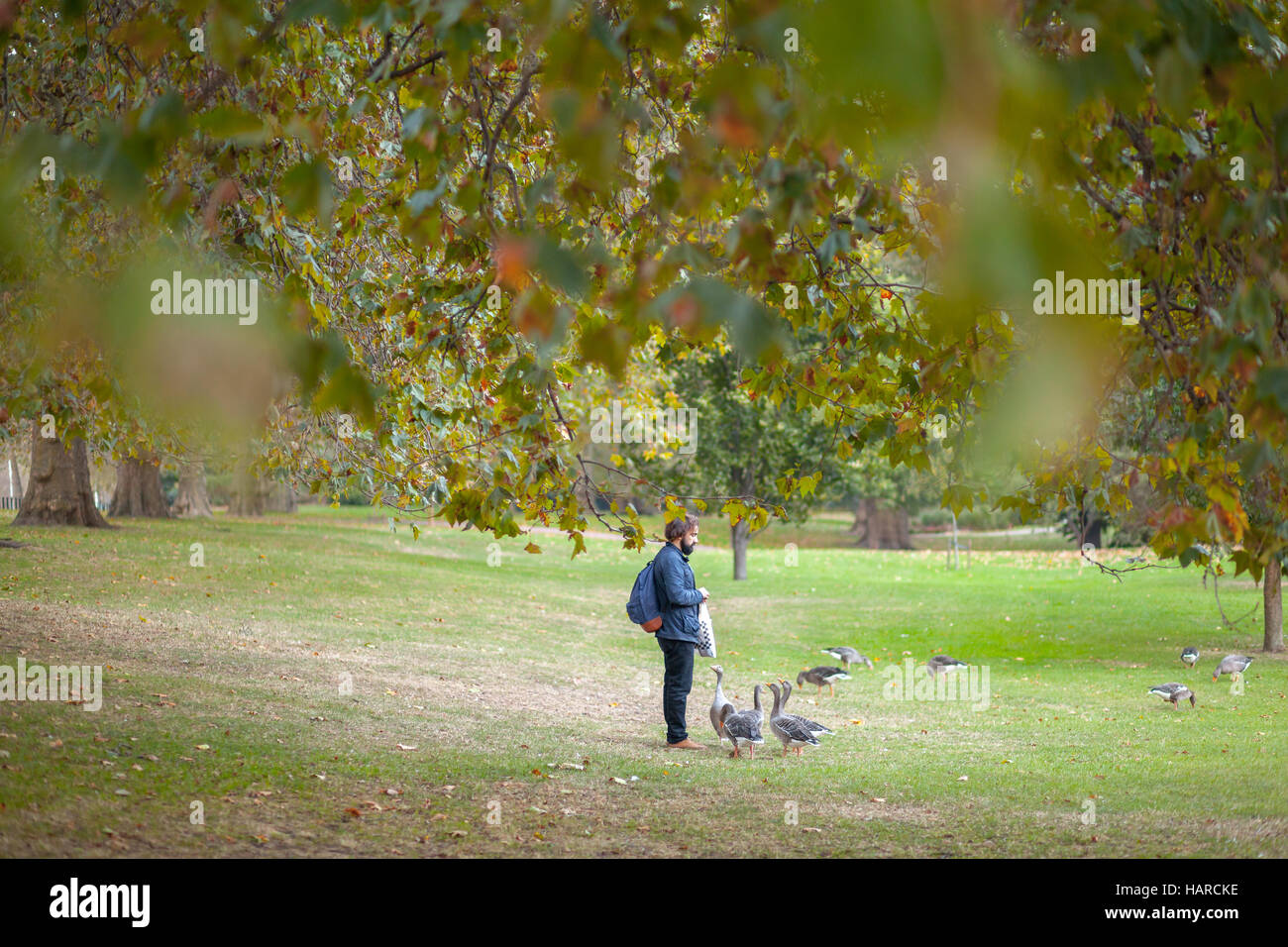 Man feeding geese hi-res stock photography and images - Alamy