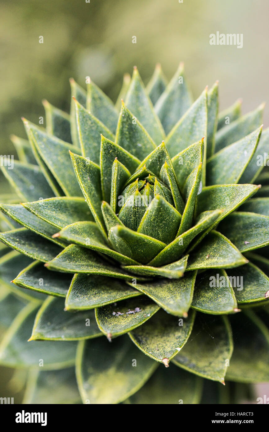 Spirally arranged leaves hi-res stock photography and images - Alamy