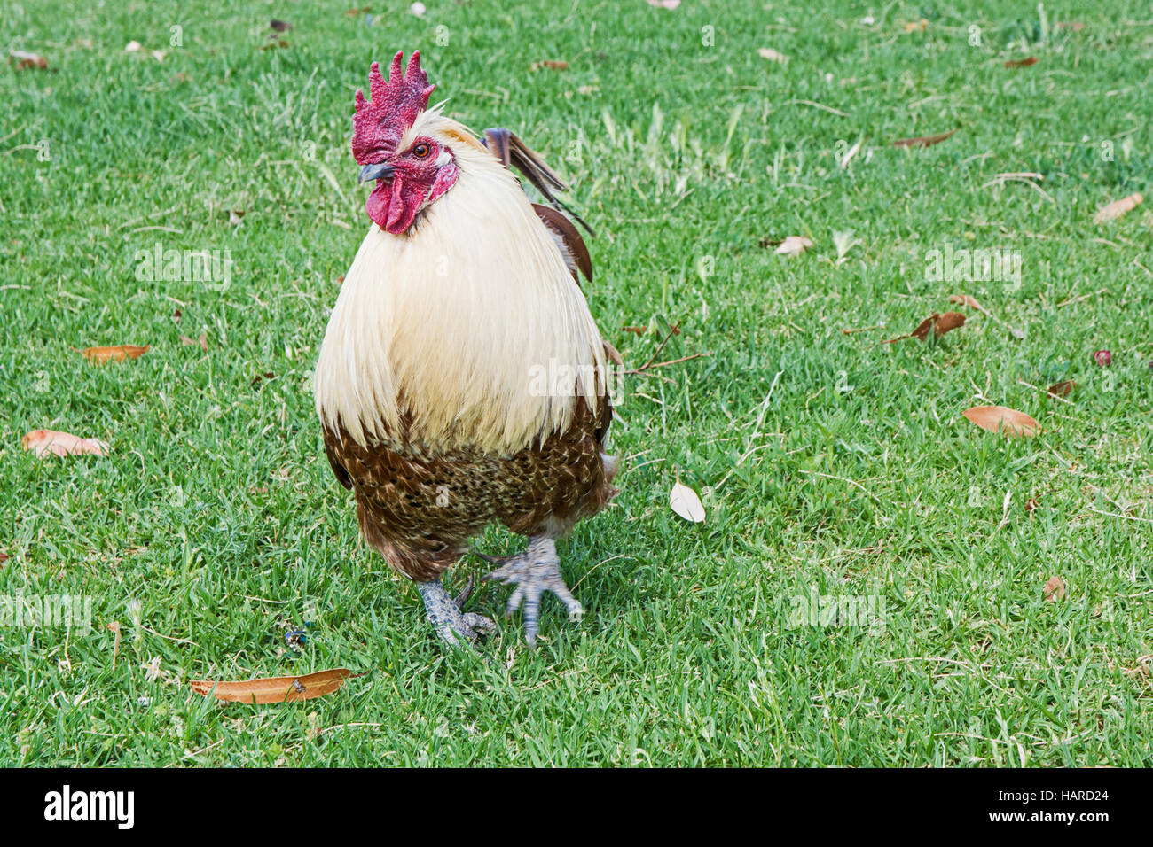 A Colourful Free Range Rooster on Grass Stock Photo - Alamy