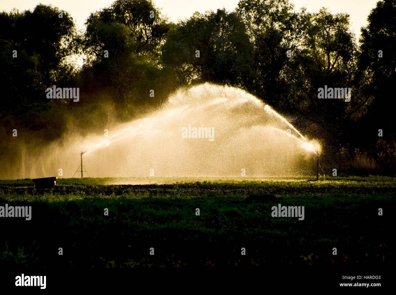 Irrigation system in field of melons. Watering the fields. Sprinkler ...
