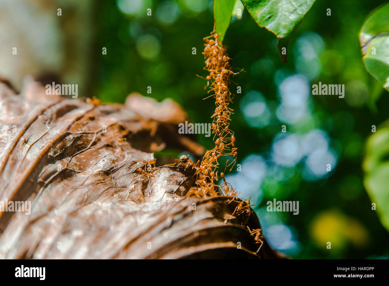 Army ant bridge hi-res stock photography and images - Alamy