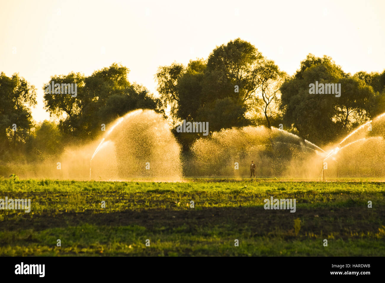 Irrigation system in field of melons. Watering the fields. Sprinkler ...