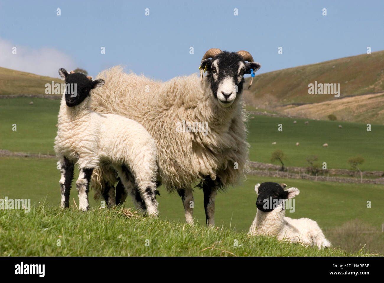 Swaledale sheep lamb hi-res stock photography and images - Alamy