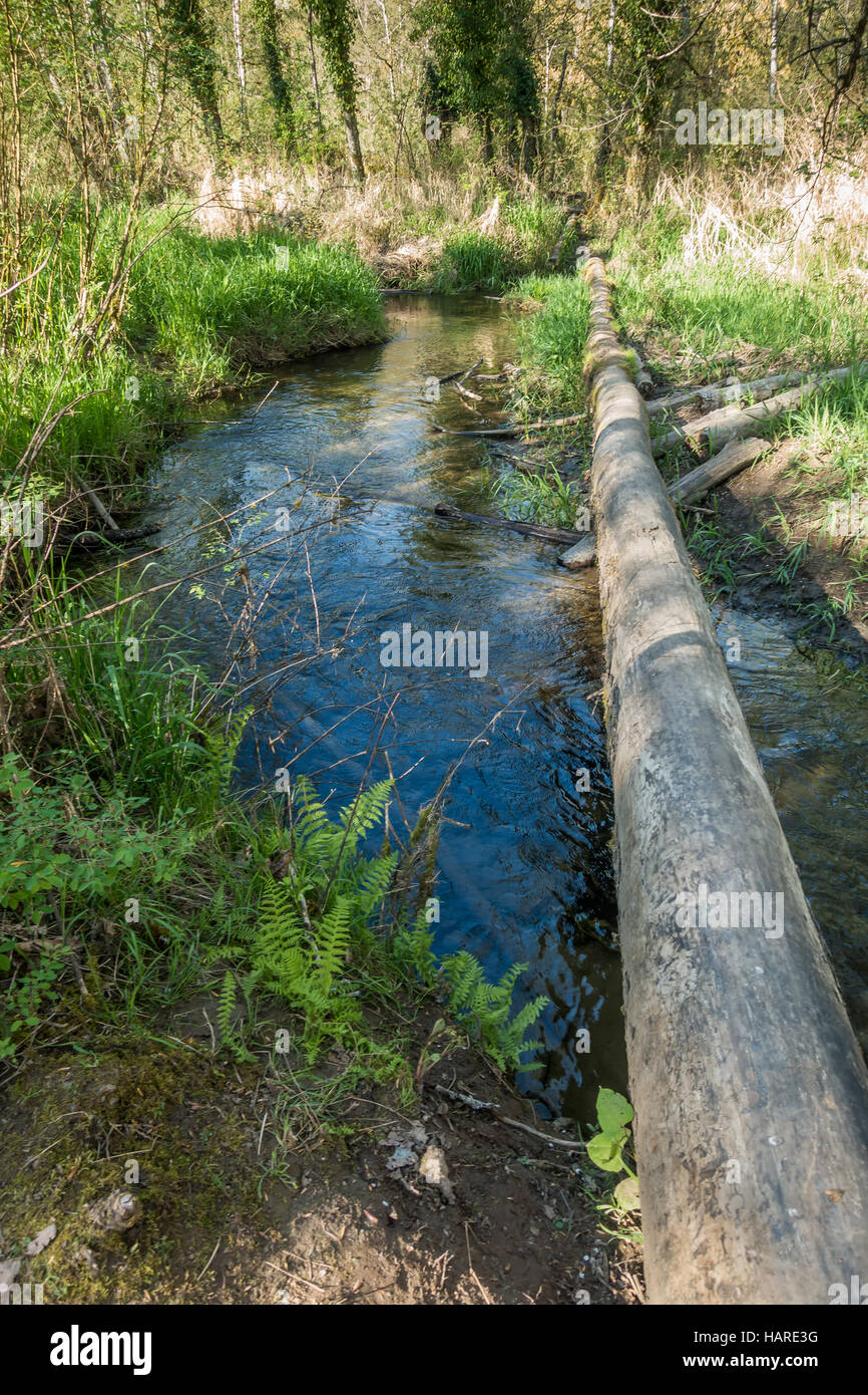 A long log lays across a small stream at Flaming Geyser State Park in ...