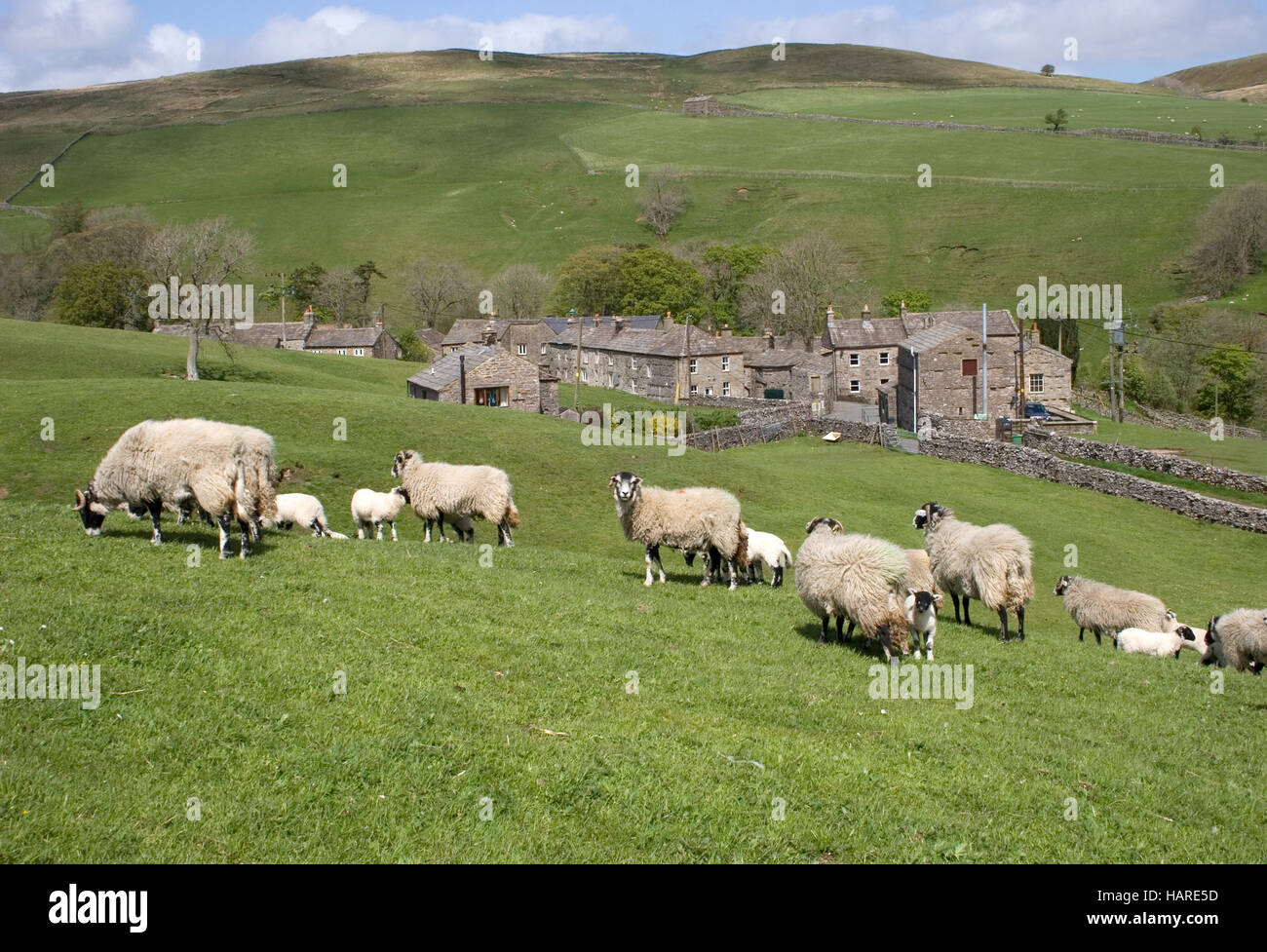 Swaledale sheep and lambs grazing, Keld, Yorkshire Dales, England Stock ...