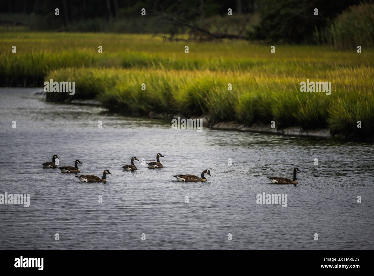Unspoiled marsh environment hi-res stock photography and images - Alamy