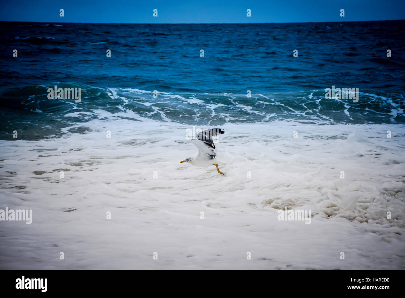 Seagull ocean waves Stock Photo - Alamy