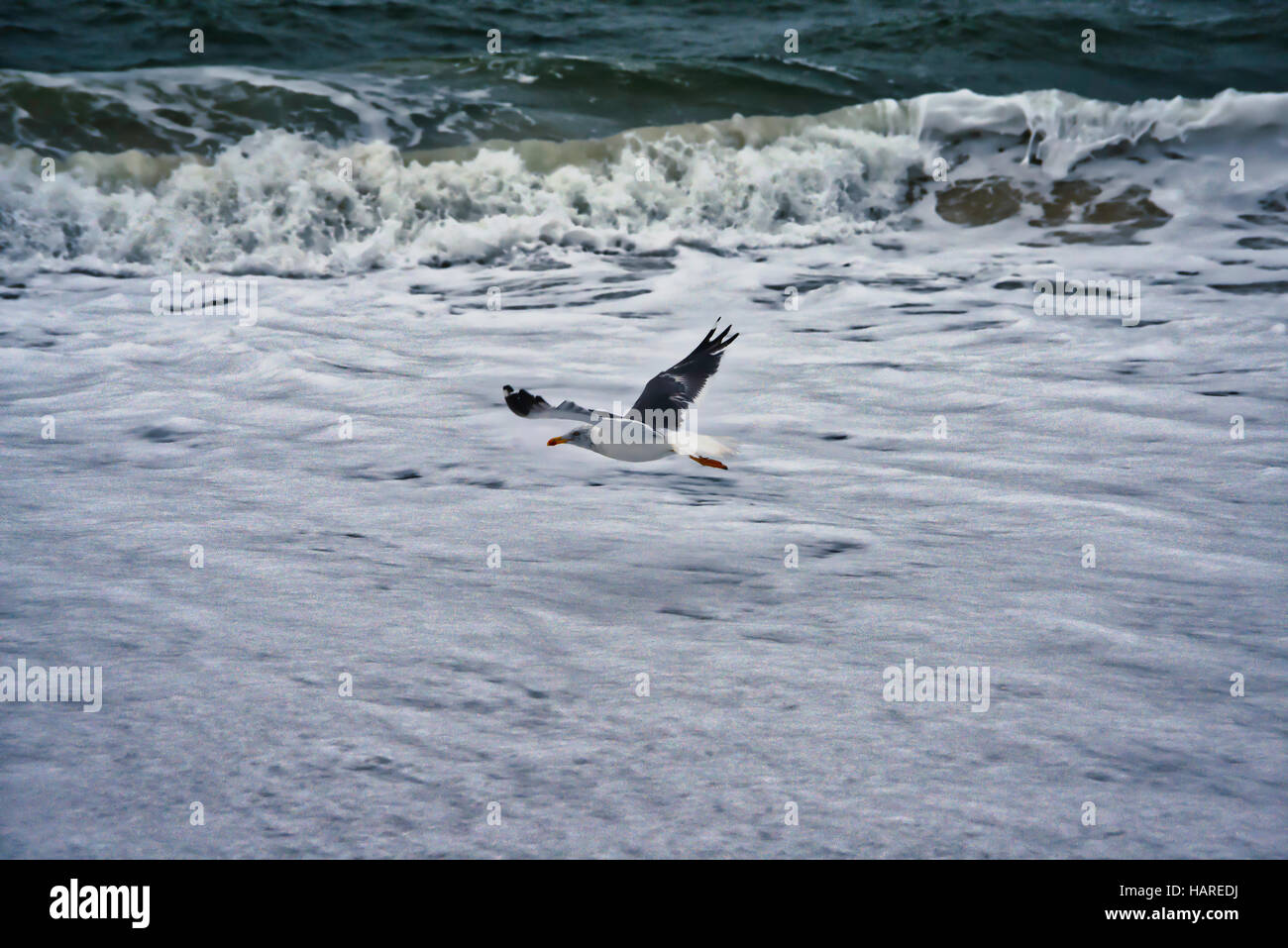 Seagull ocean waves Stock Photo - Alamy