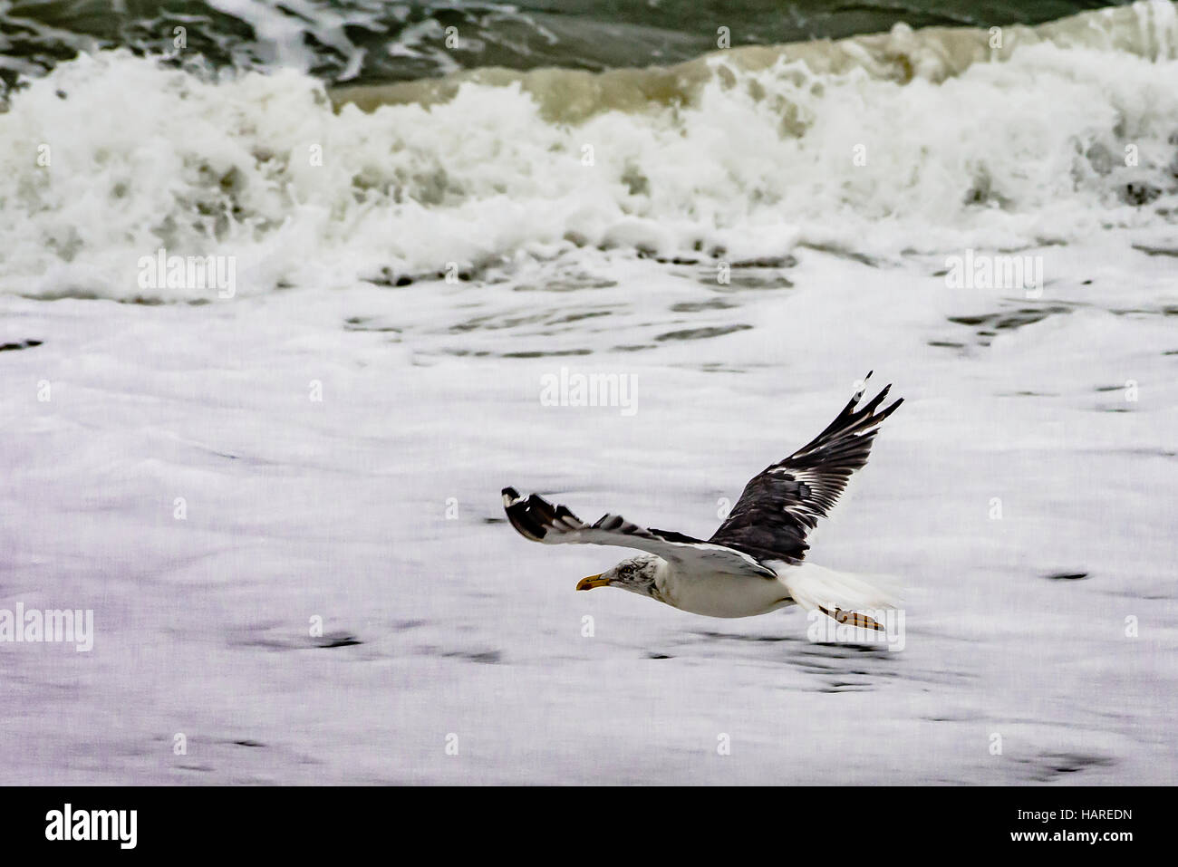 Seagull ocean waves Stock Photo - Alamy