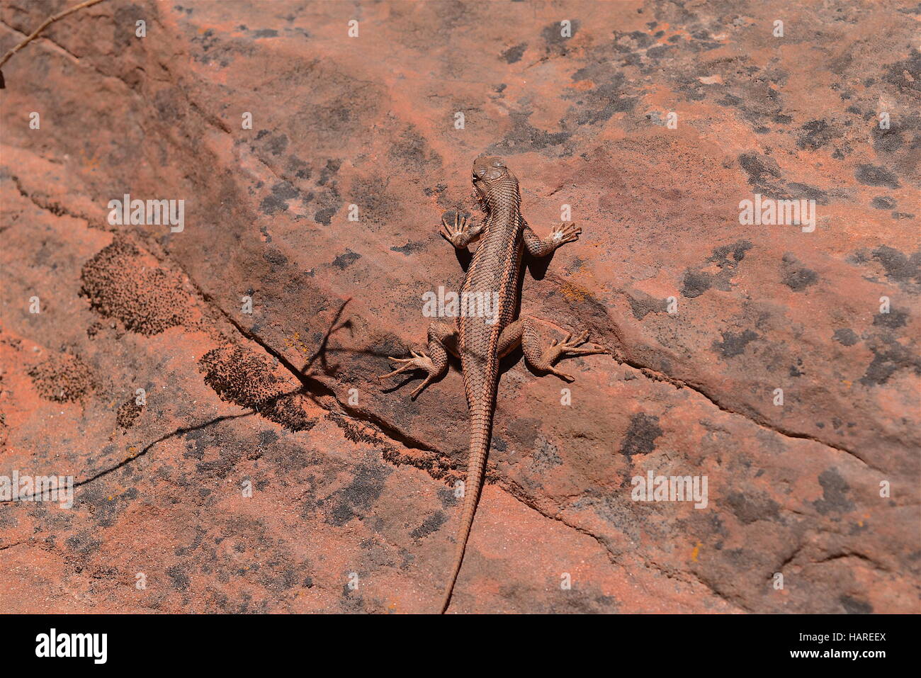 Rust-Colored Lizard, Kolob Canyons, Zion National Park Stock Photo - Alamy