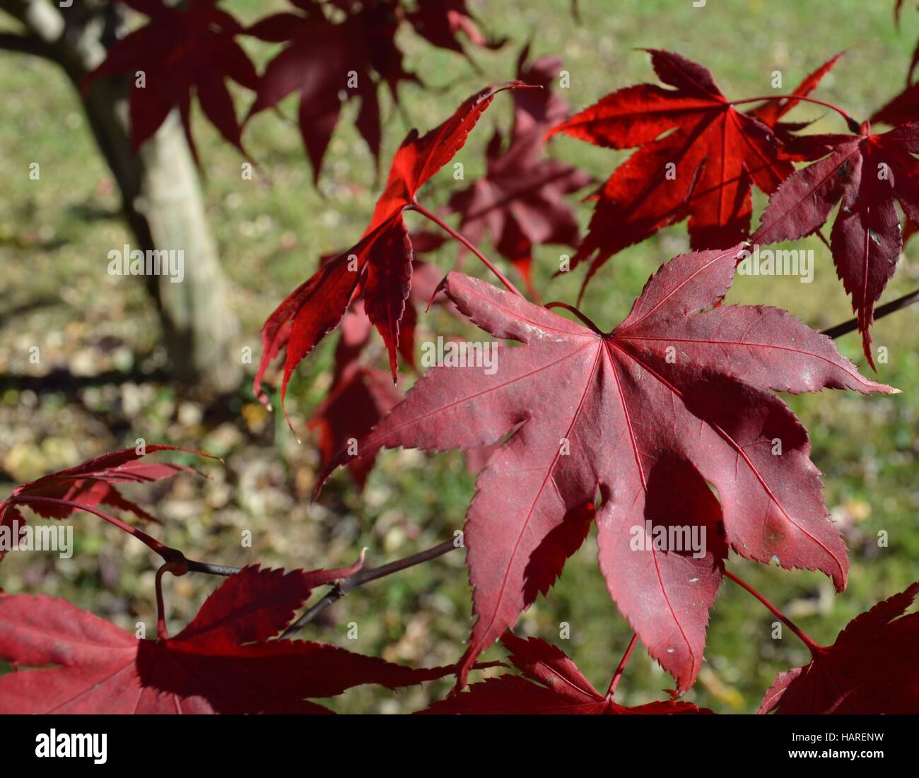 Maroon leaves hi-res stock photography and images - Alamy