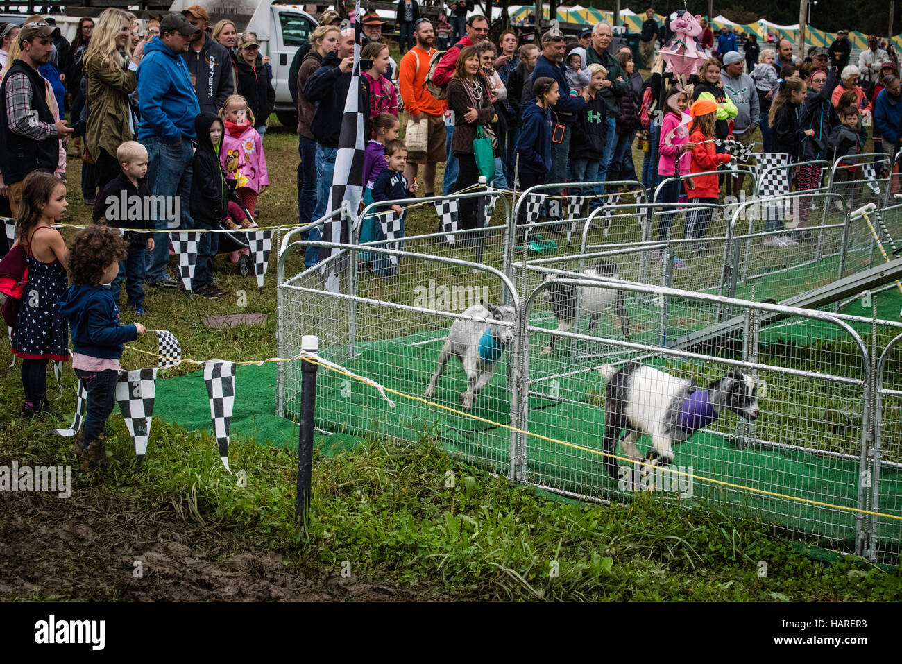 Show lampeter hi-res stock photography and images - Alamy