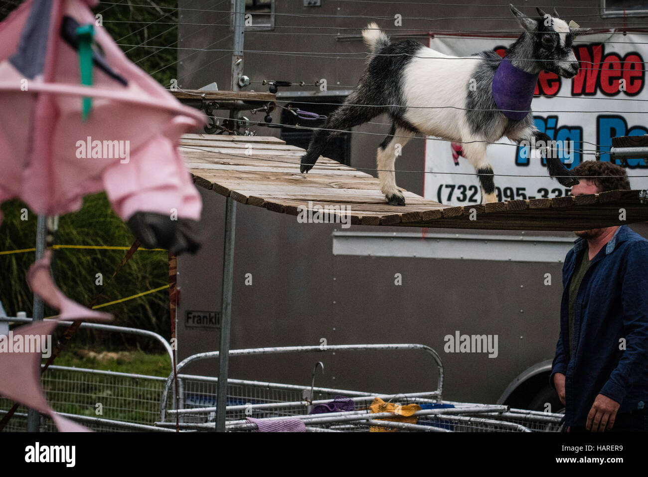 Show lampeter hi-res stock photography and images - Alamy