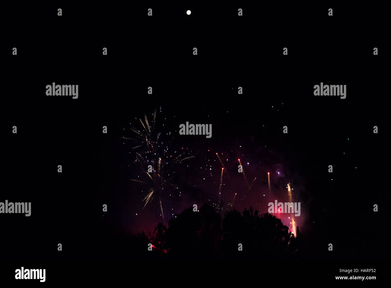 Blue and gold fireworks, behind a pine tree silhouette, rising from a ...