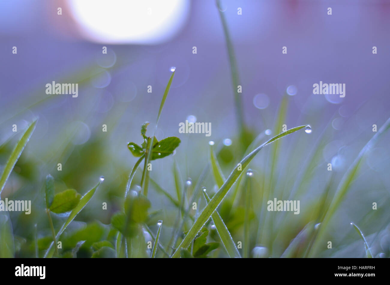 cold winter morning dew on grass, water droplets Stock Photo - Alamy