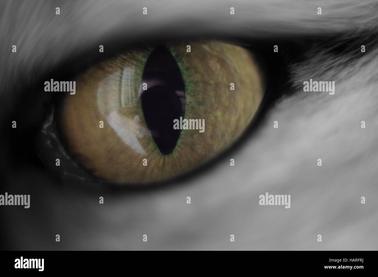 cats eye close up, photographer in reflection Stock Photo - Alamy