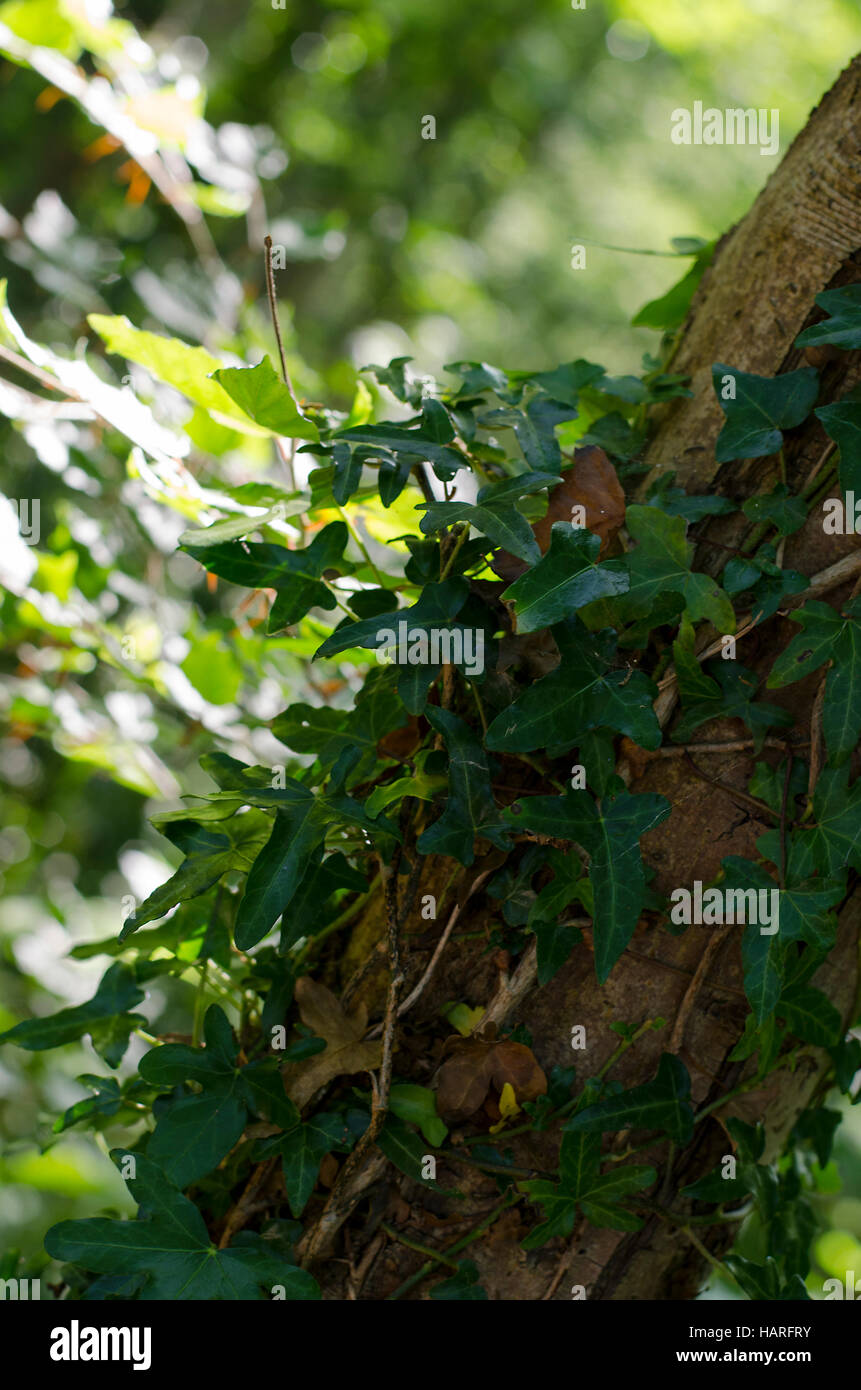green vine running up a tree trunk Stock Photo - Alamy