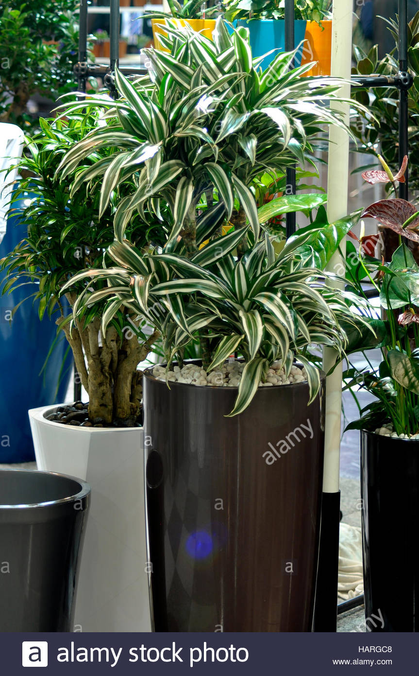 Reflexa Stock Photos & Reflexa Stock Images - Alamy