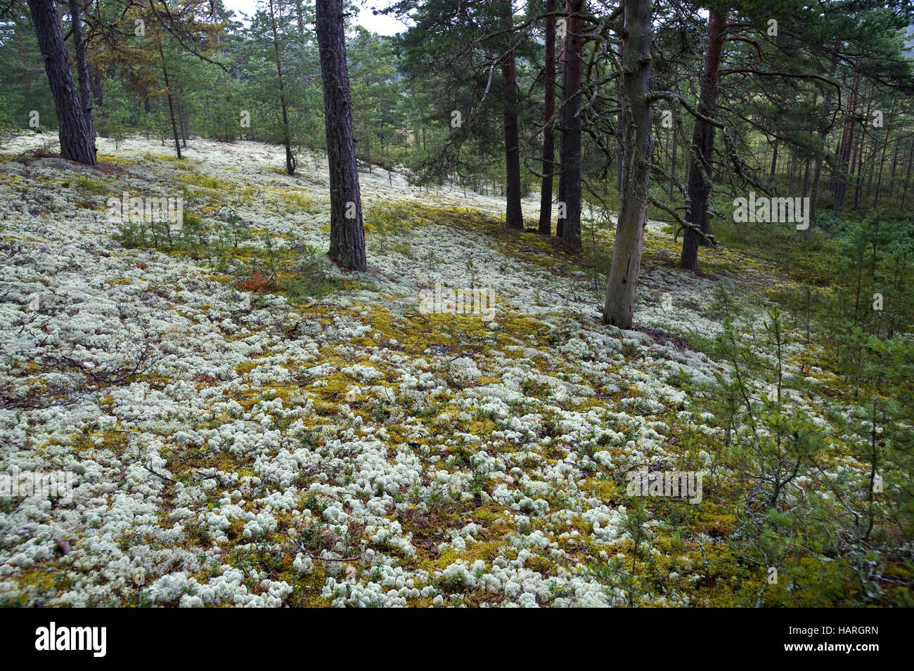 Estonia, Baltic States Stock Photo - Alamy