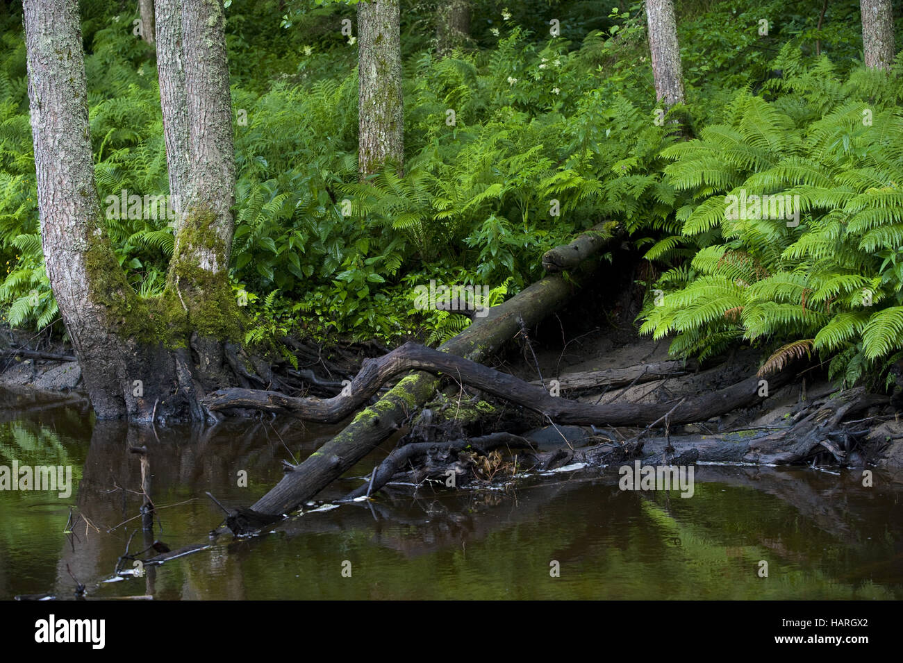 Estonia, Baltic States Stock Photo - Alamy