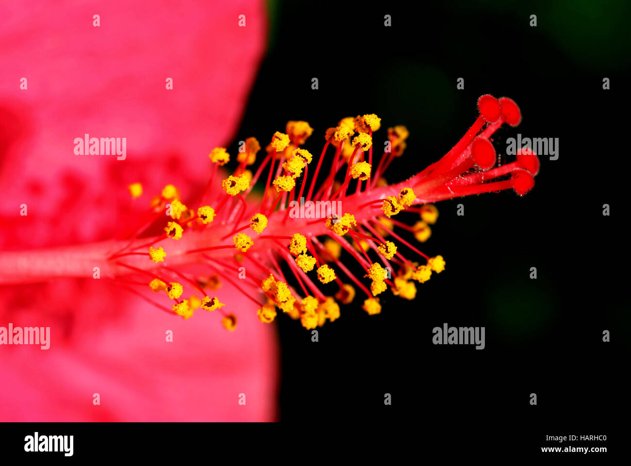 Hibiskus syriacus hi-res stock photography and images - Alamy