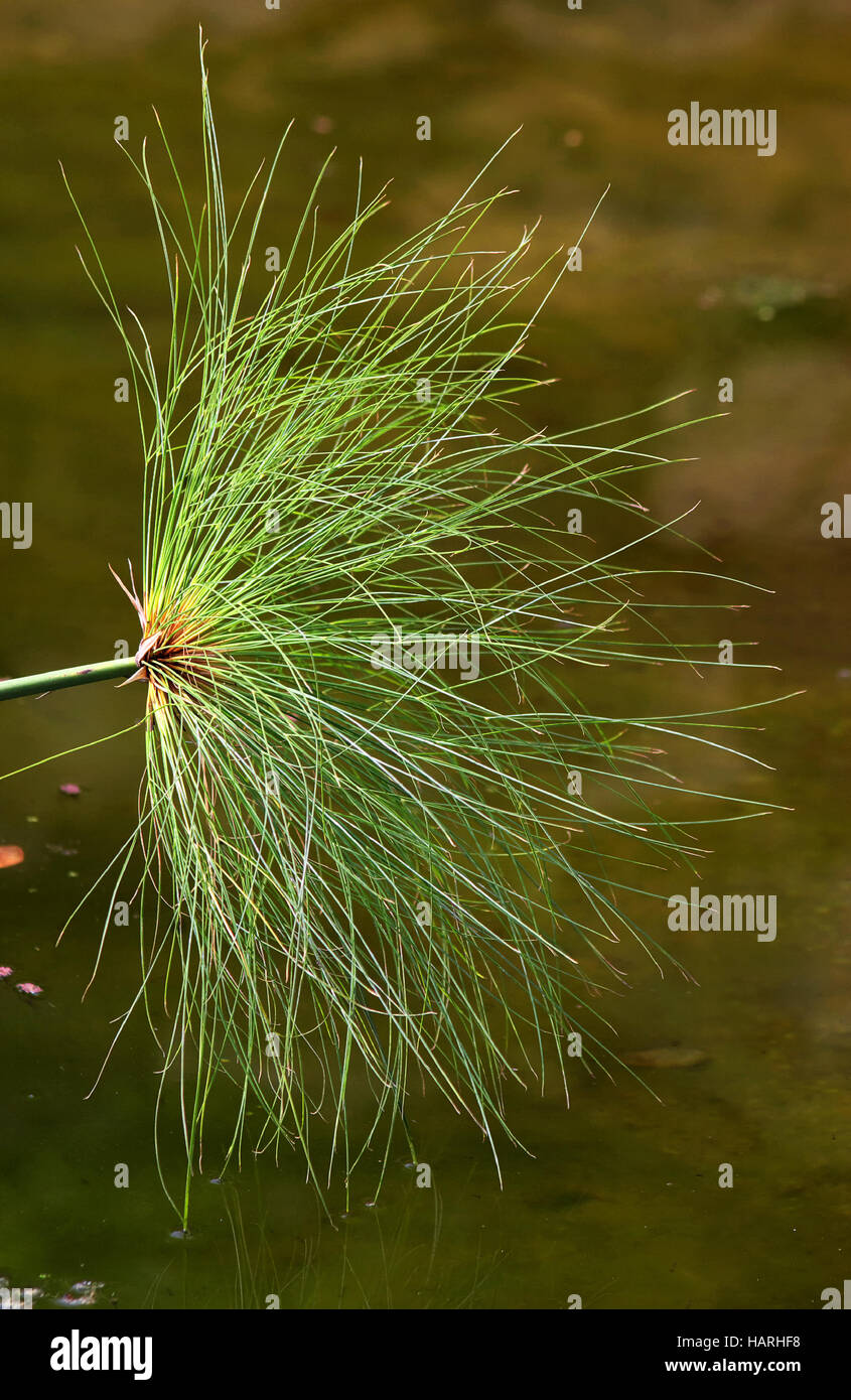 Cyperus papyrus hi-res stock photography and images - Alamy