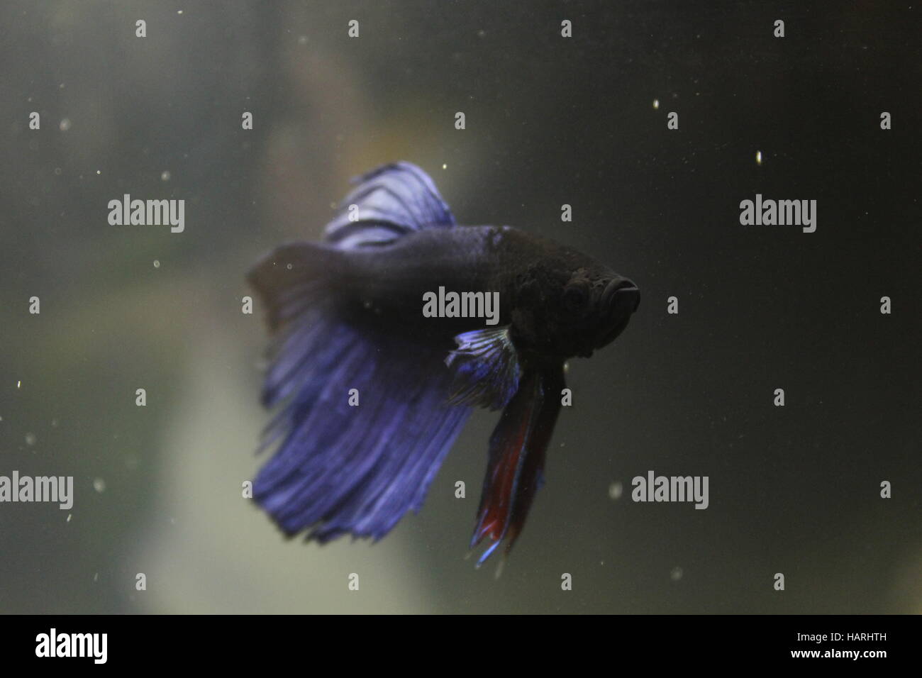 Beta fish hi-res stock photography and images - Alamy