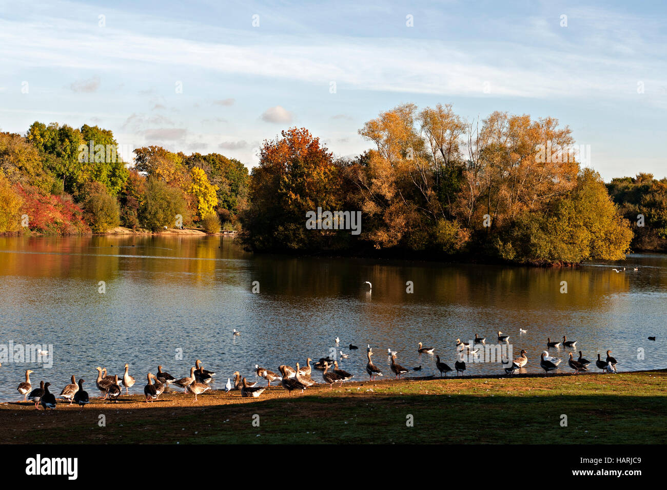 Autumn, Fall colours colors in Haysden Country Park, Kent, UK Stock ...