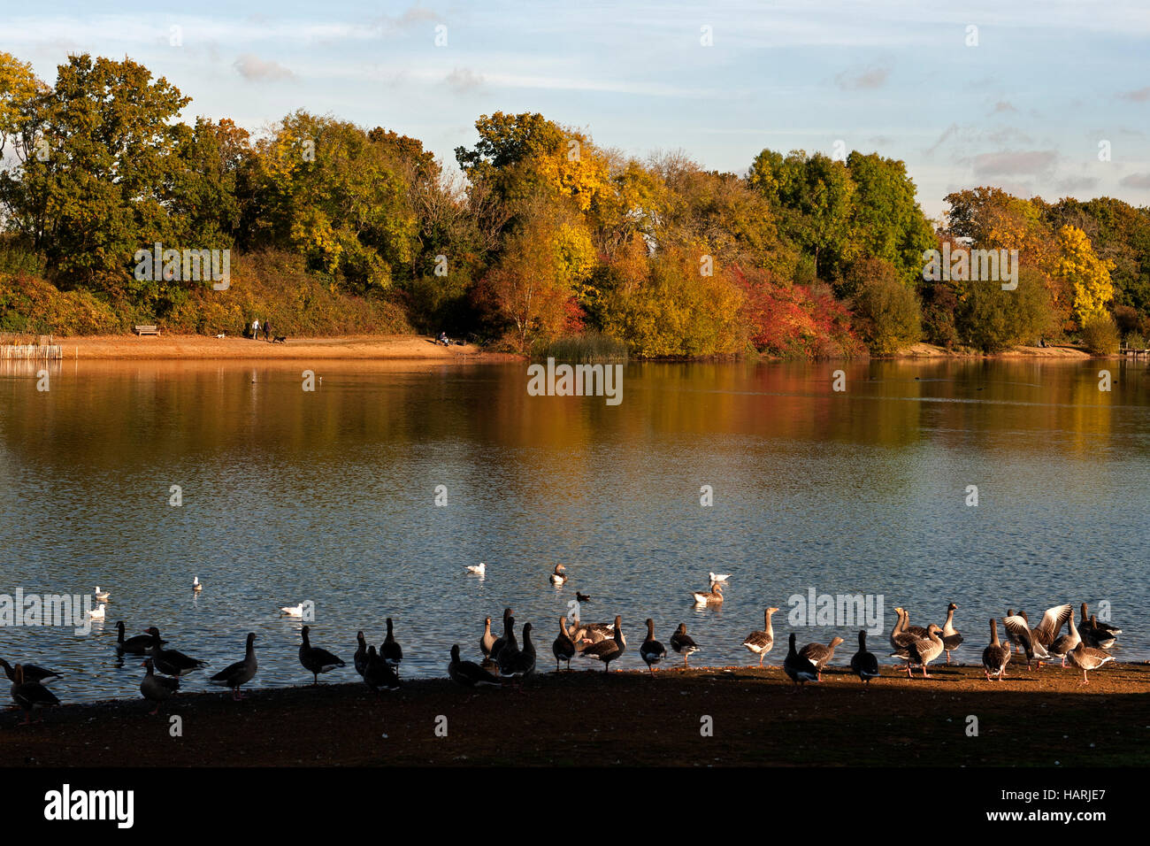 Autumn, Fall colours colors in Haysden Country Park, Kent, UK Stock ...