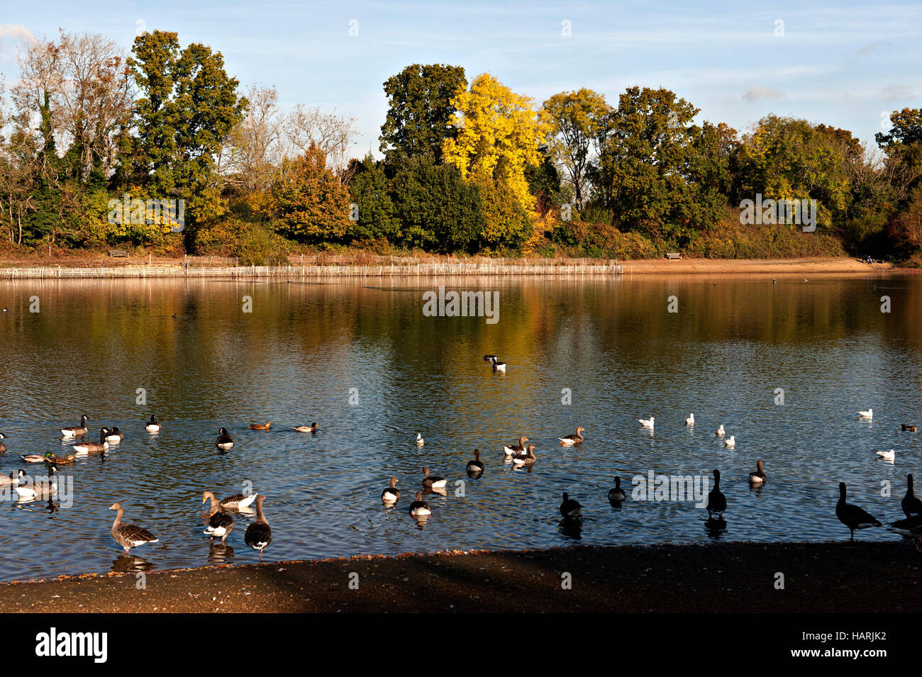 Autumn, Fall colours colors in Haysden Country Park, Kent, UK Stock ...