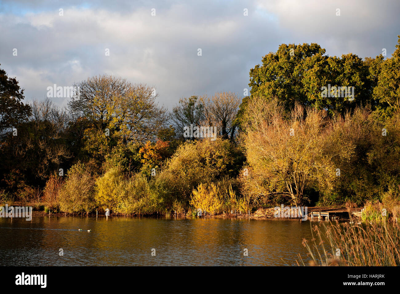 Autumn, Fall colours colors in Haysden Country Park, Kent, UK Stock ...