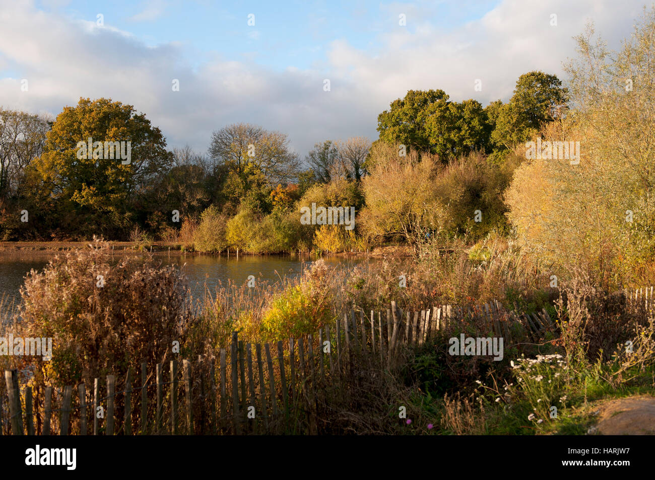 Autumn, Fall colours colors in Haysden Country Park, Kent, UK Stock ...
