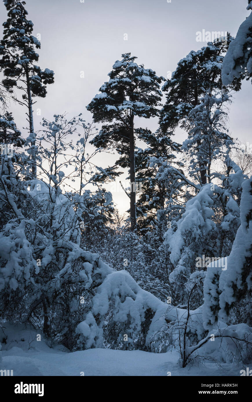 Strathspey and badenoch hi-res stock photography and images - Alamy