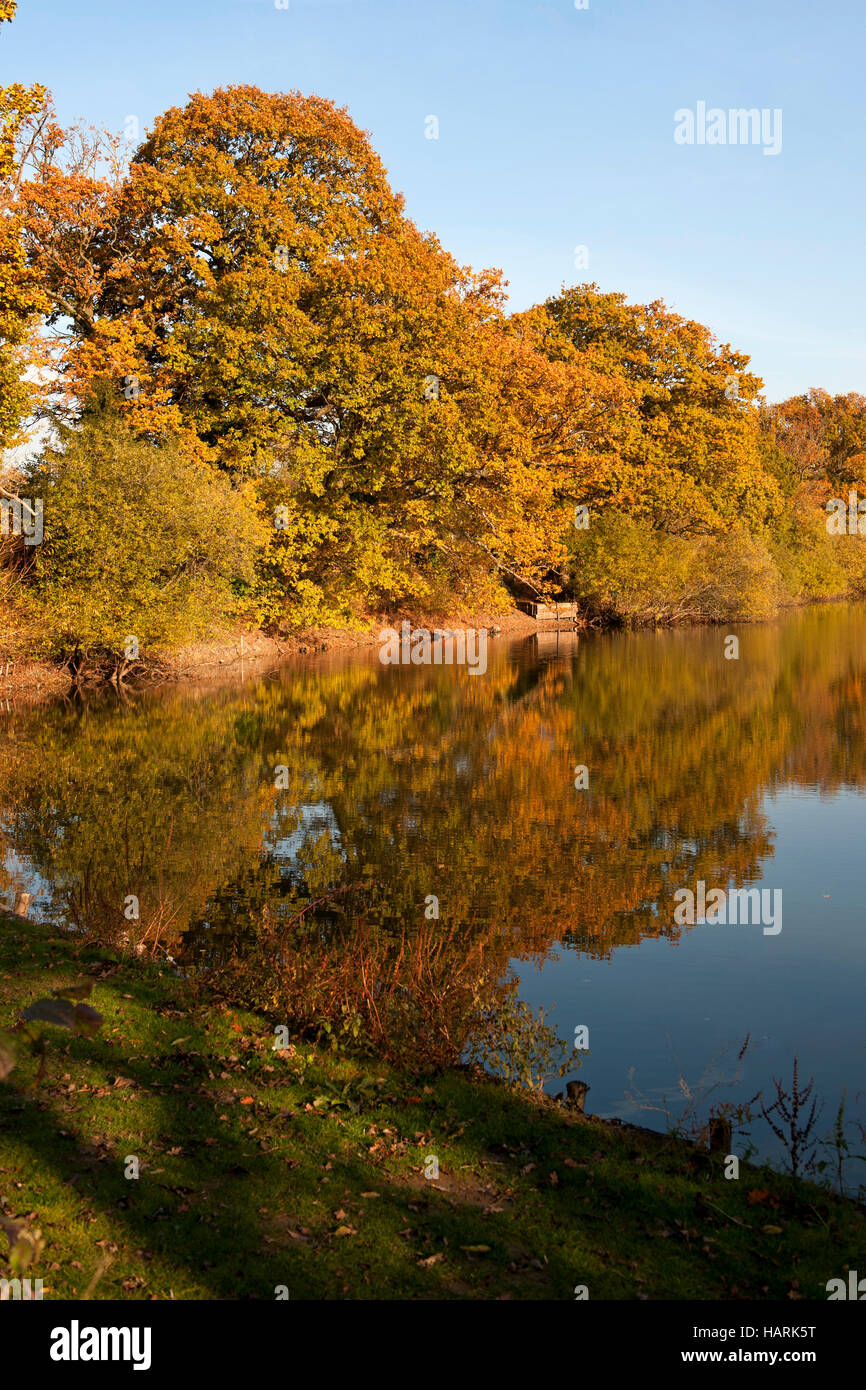 Autumn, Fall colours colors in Haysden Country Park, Kent, UK Stock ...