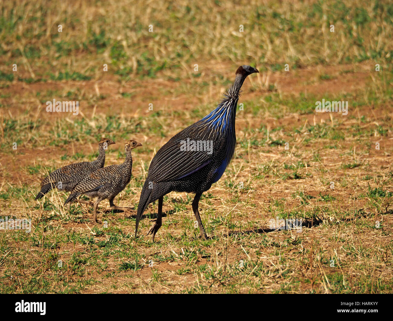 Guinea fowl flock hi-res stock photography and images - Alamy